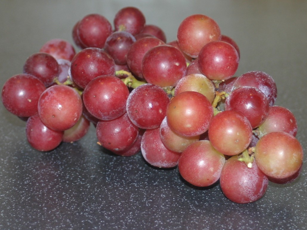Magenta Red Grapes :: la-maison-de-cordelia