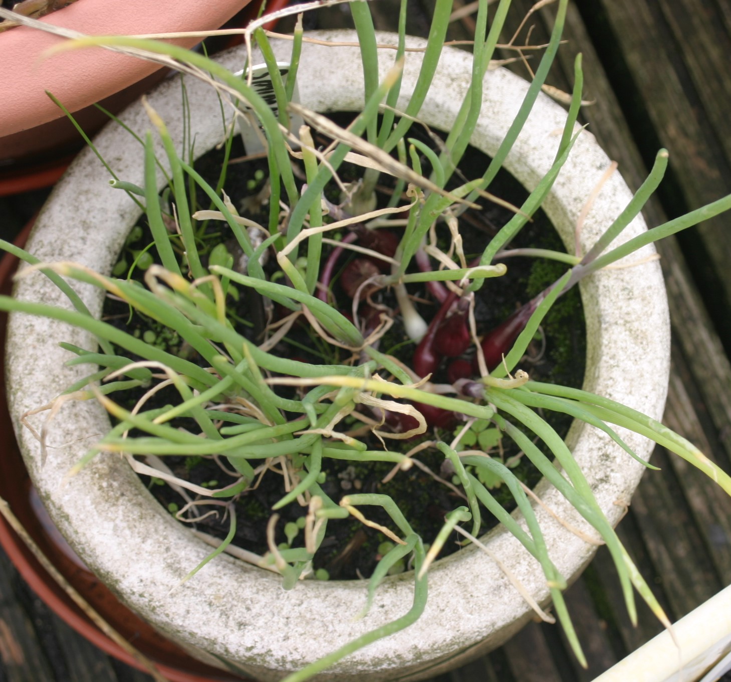 Red Spring Onions :: la-maison-de-cordelia